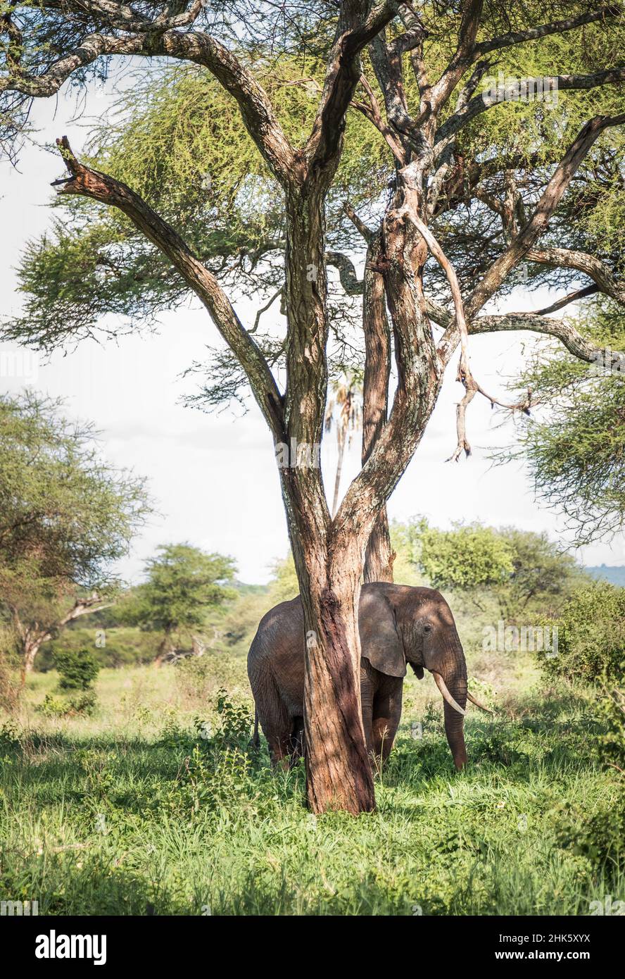Lonely young bush elephant hiding behind a tree trunk in the Tarangire ...