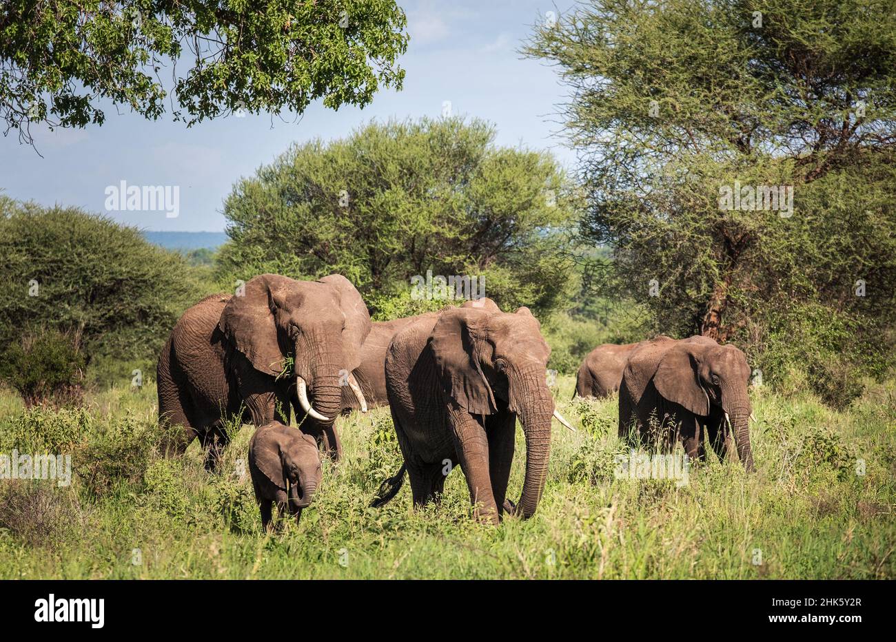The herd of African bush elephants with calf in the Tarangire National ...