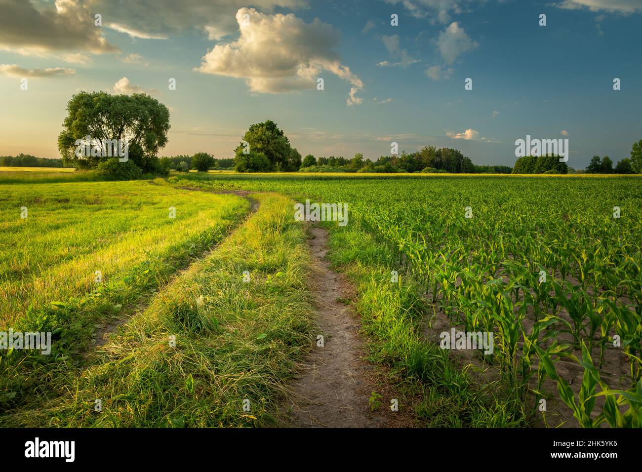 Corn field road hi-res stock photography and images - Alamy