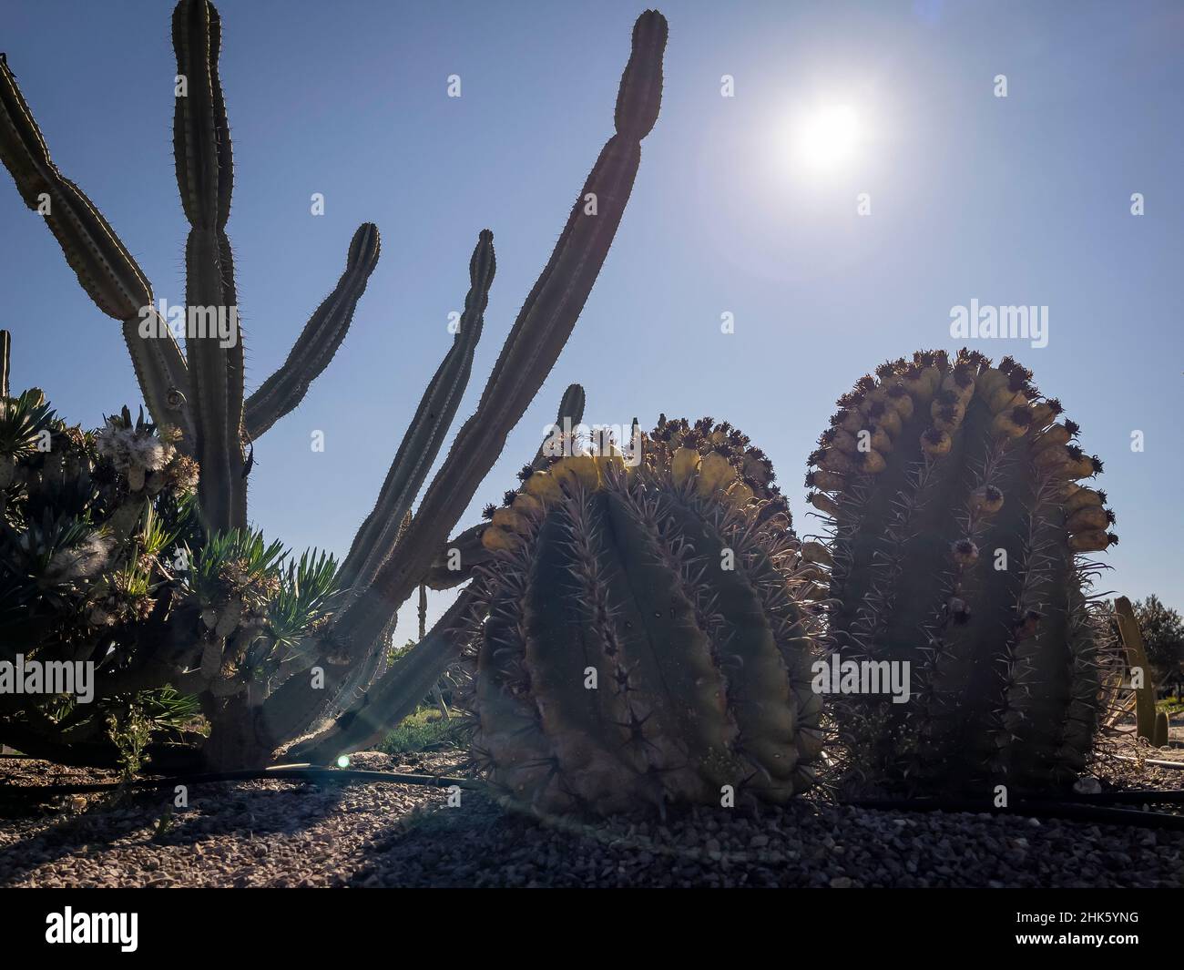 Cacti are plants native to places with dry climates Stock Photo - Alamy