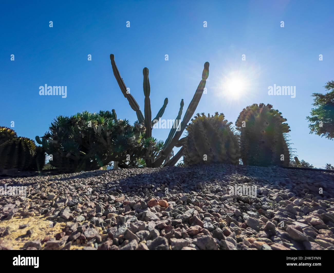 Cacti are plants native to places with dry climates Stock Photo - Alamy