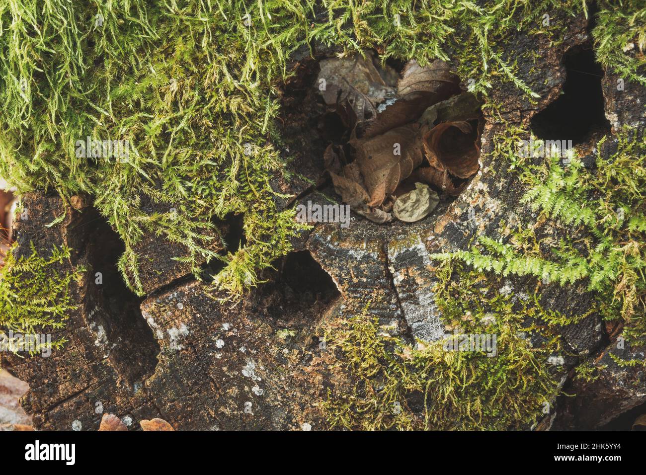 Tree hole trunk hi-res stock photography and images - Alamy