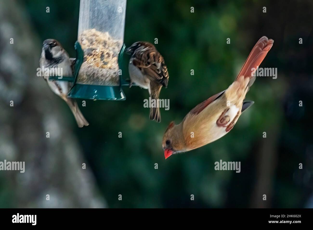 Female cardinal flight at backyard feeder Stock Photo - Alamy