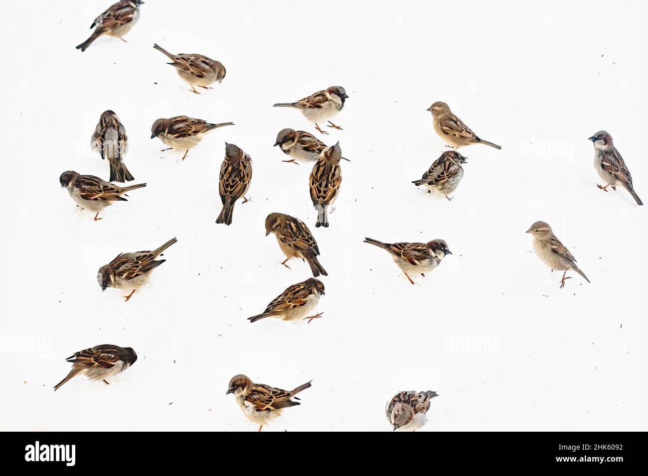 Foraging patterns hi-res stock photography and images - Alamy