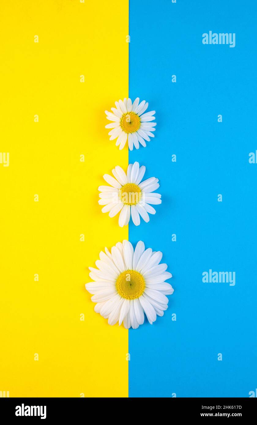 Three chamomile flowers of different sizes lie on a colored yellow-blue ...