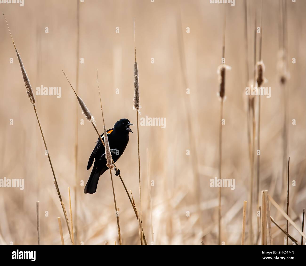 Red-winged blackbird singing its song in ditch full of cattails Stock ...
