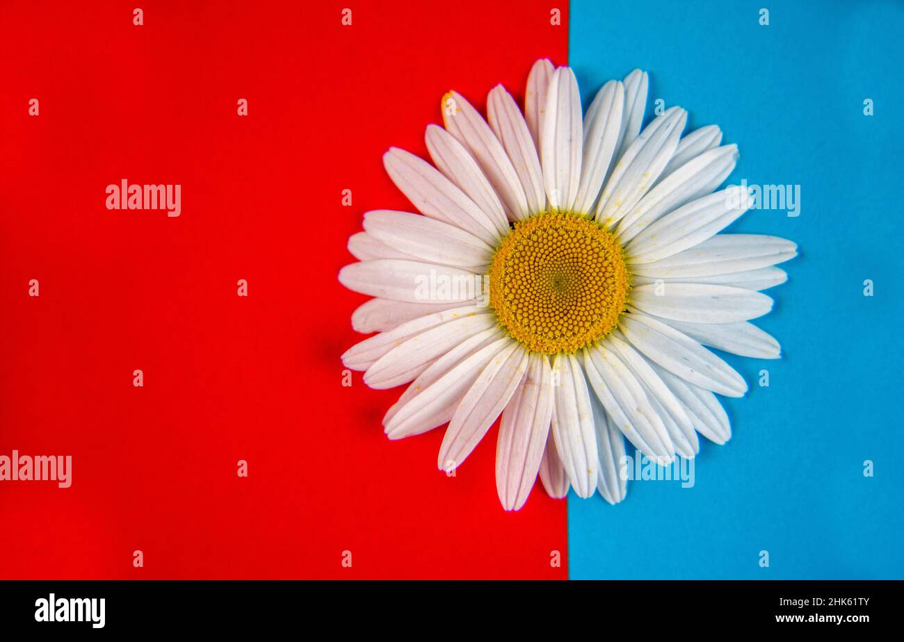 One chamomile flower lies on the right side of the colored red-blue ...