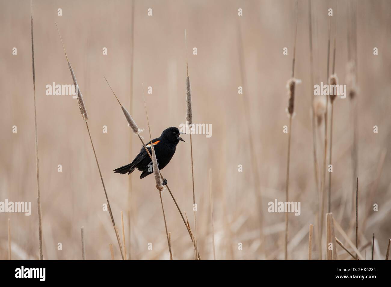 Red-winged blackbird singing its song in ditch full of cattails Stock ...