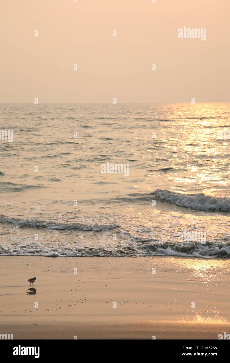 India goa landscape bird hi-res stock photography and images - Alamy