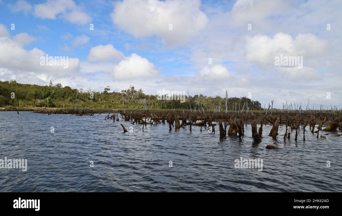 Chepu Suken Forest in Chiloe Island. Chile Stock Photo - Alamy