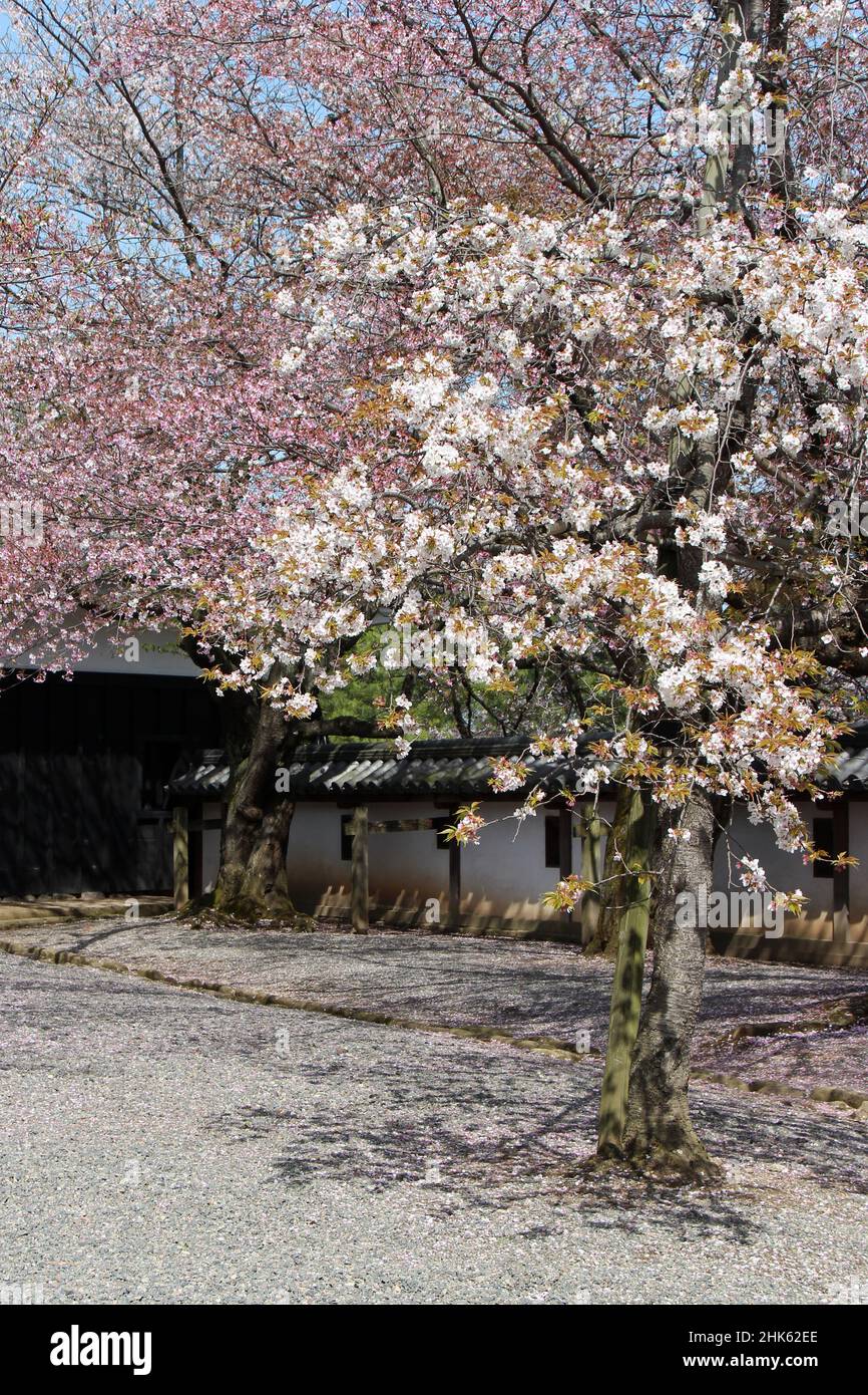 blooming cherry trees in a garden in matsue (japan Stock Photo - Alamy