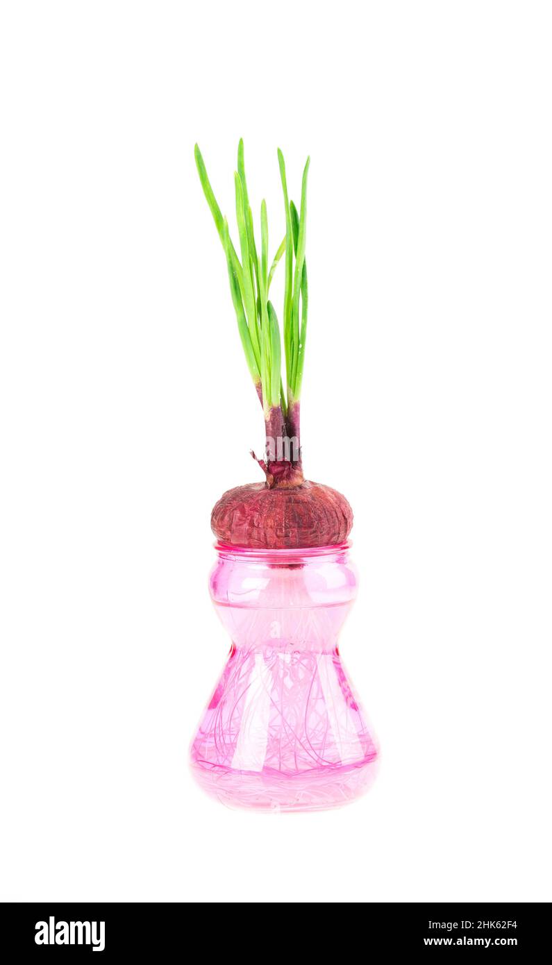 Green spring onion in glass vase. Isolated on a white background Stock ...