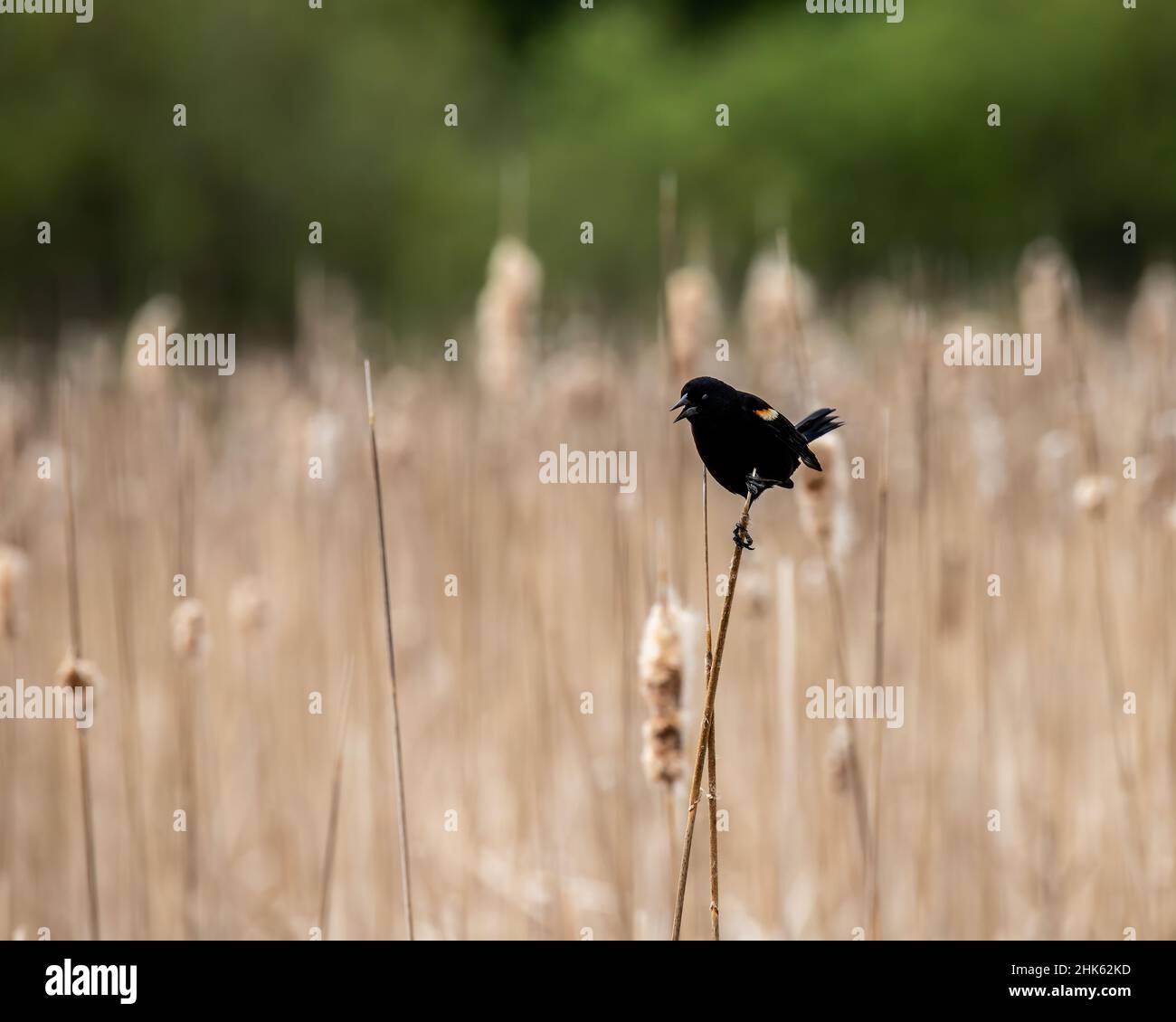 Red-winged blackbird singing its song in ditch full of cattails Stock ...