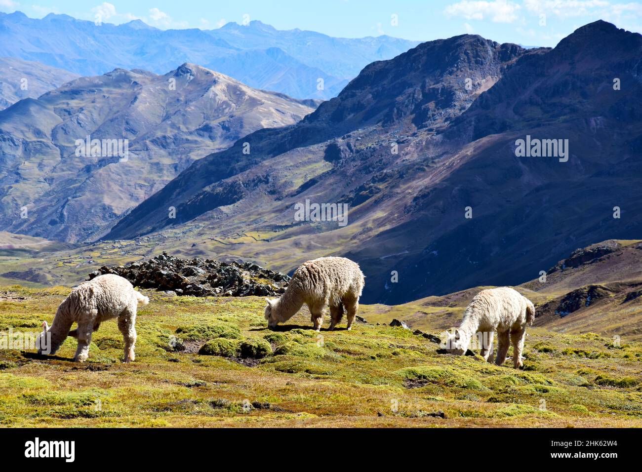 View of Alpacas in Peru Stock Photo - Alamy