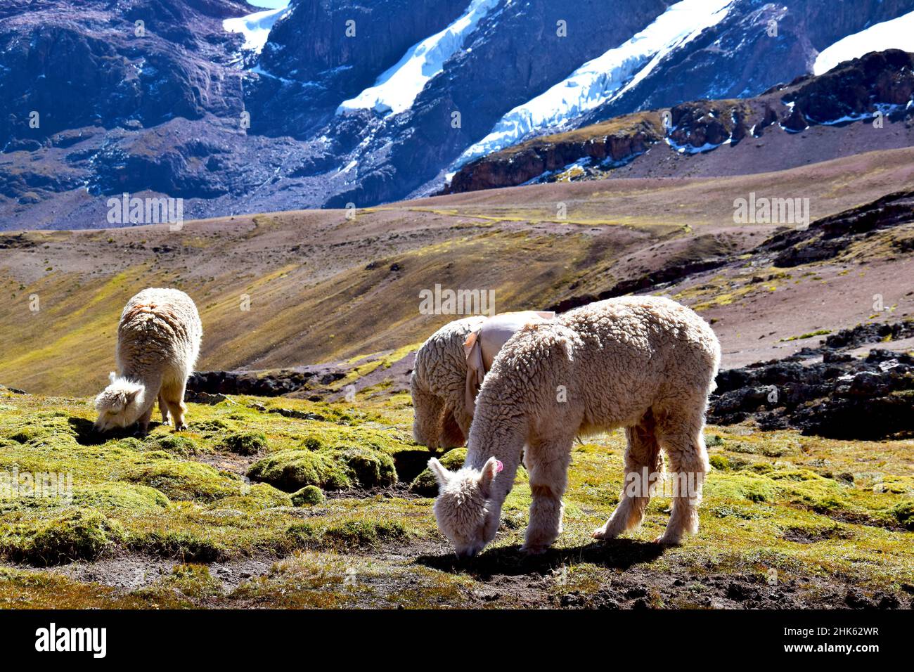 View of Alpacas in Peru Stock Photo - Alamy