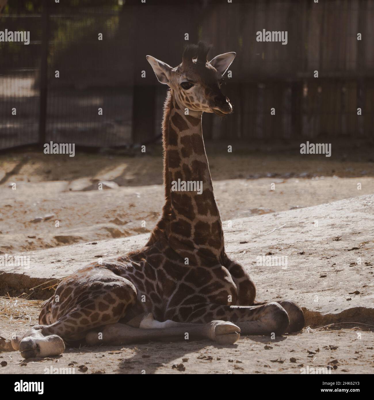 Baby giraffe sitting Stock Photo - Alamy