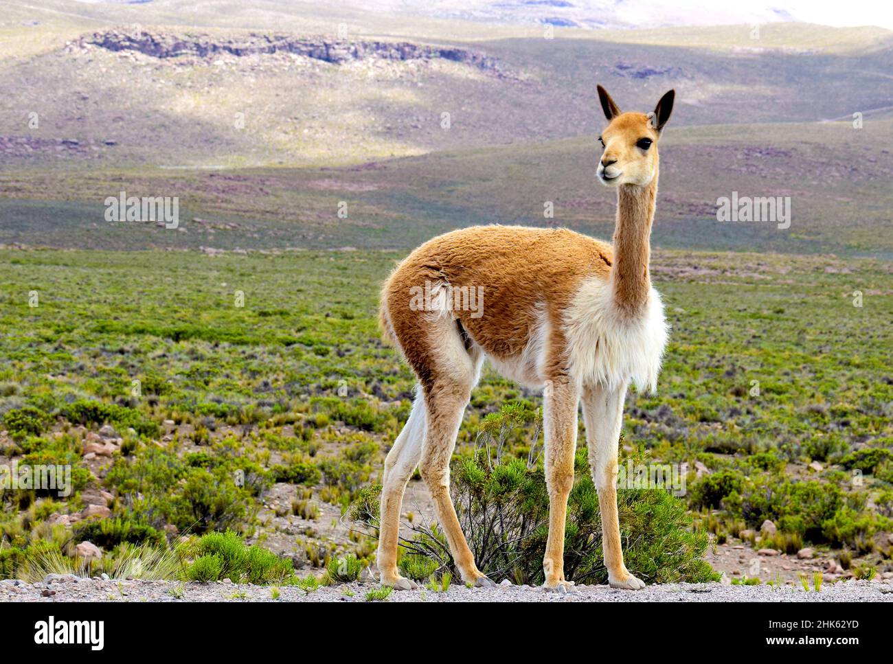 Wild vicuna in the south of Peru Stock Photo - Alamy