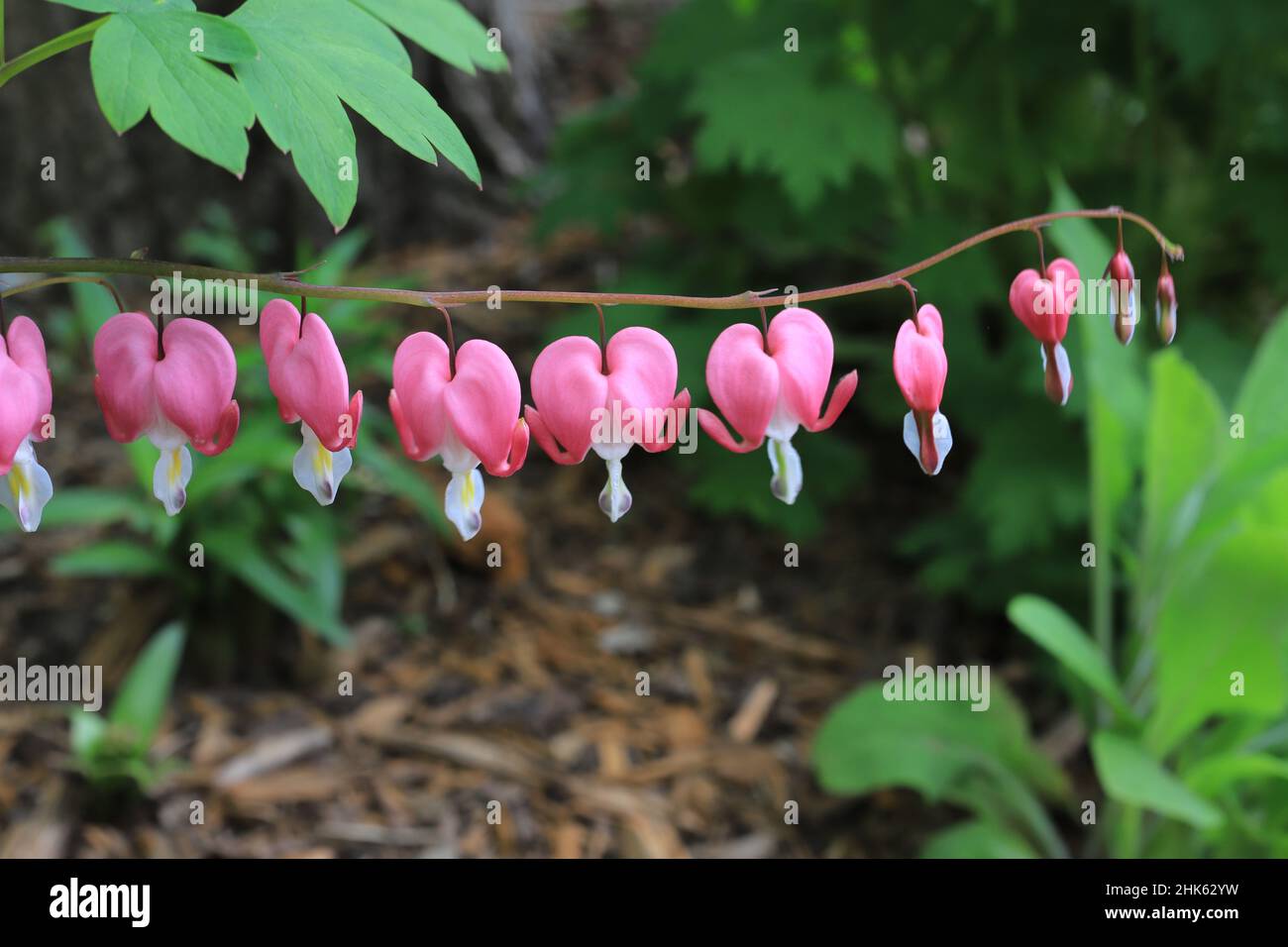 Bleeding hearts in spring hi-res stock photography and images - Alamy