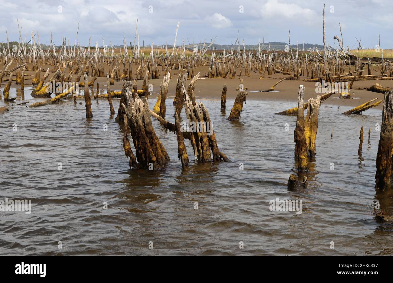 Chepu Suken Forest in Chiloe Island. Chile Stock Photo - Alamy