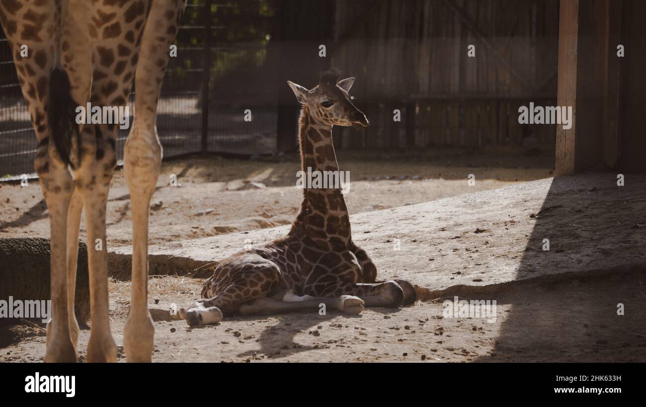Baby giraffe sitting Stock Photo - Alamy