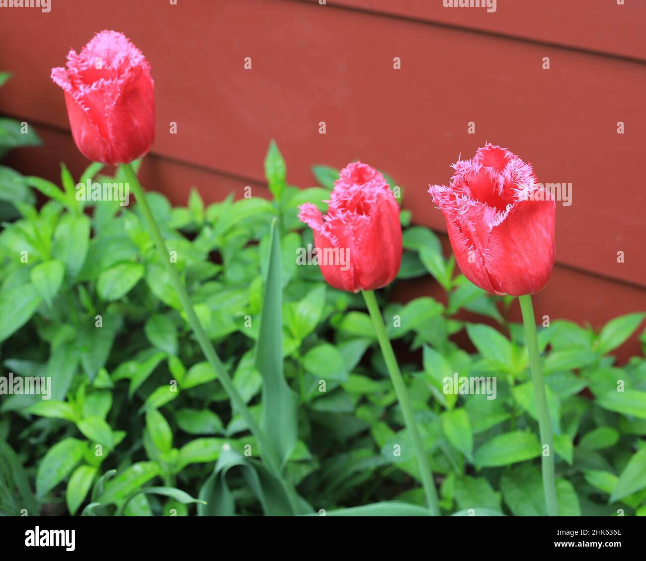 Three red ruffled edged tulips against a red building Stock Photo - Alamy