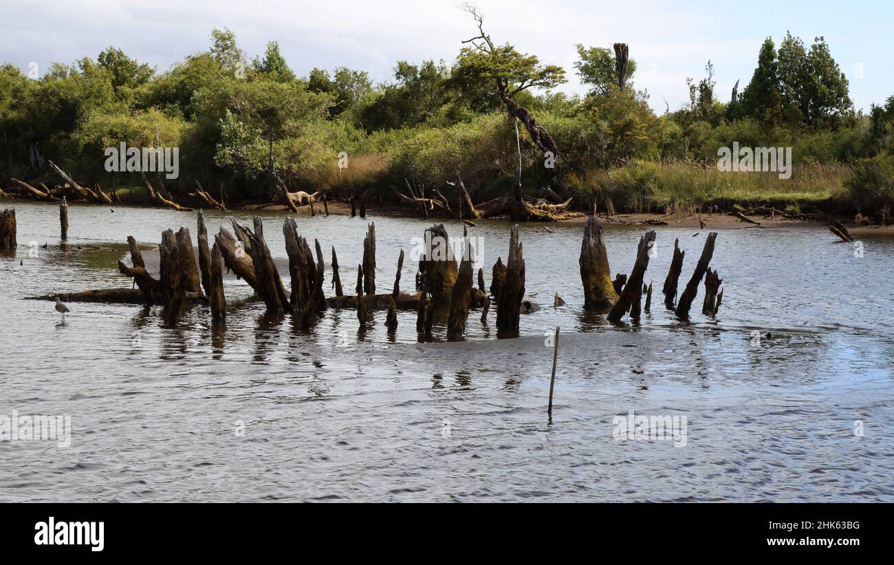 Chepu Suken Forest in Chiloe Island. Chile Stock Photo - Alamy