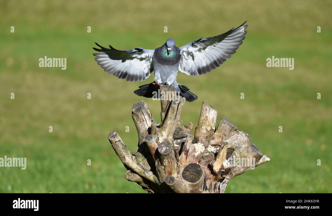 Pigeon lands hi-res stock photography and images - Alamy