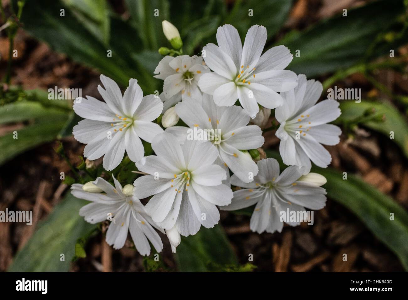 White lewisia flowers in a spring garden Stock Photo - Alamy