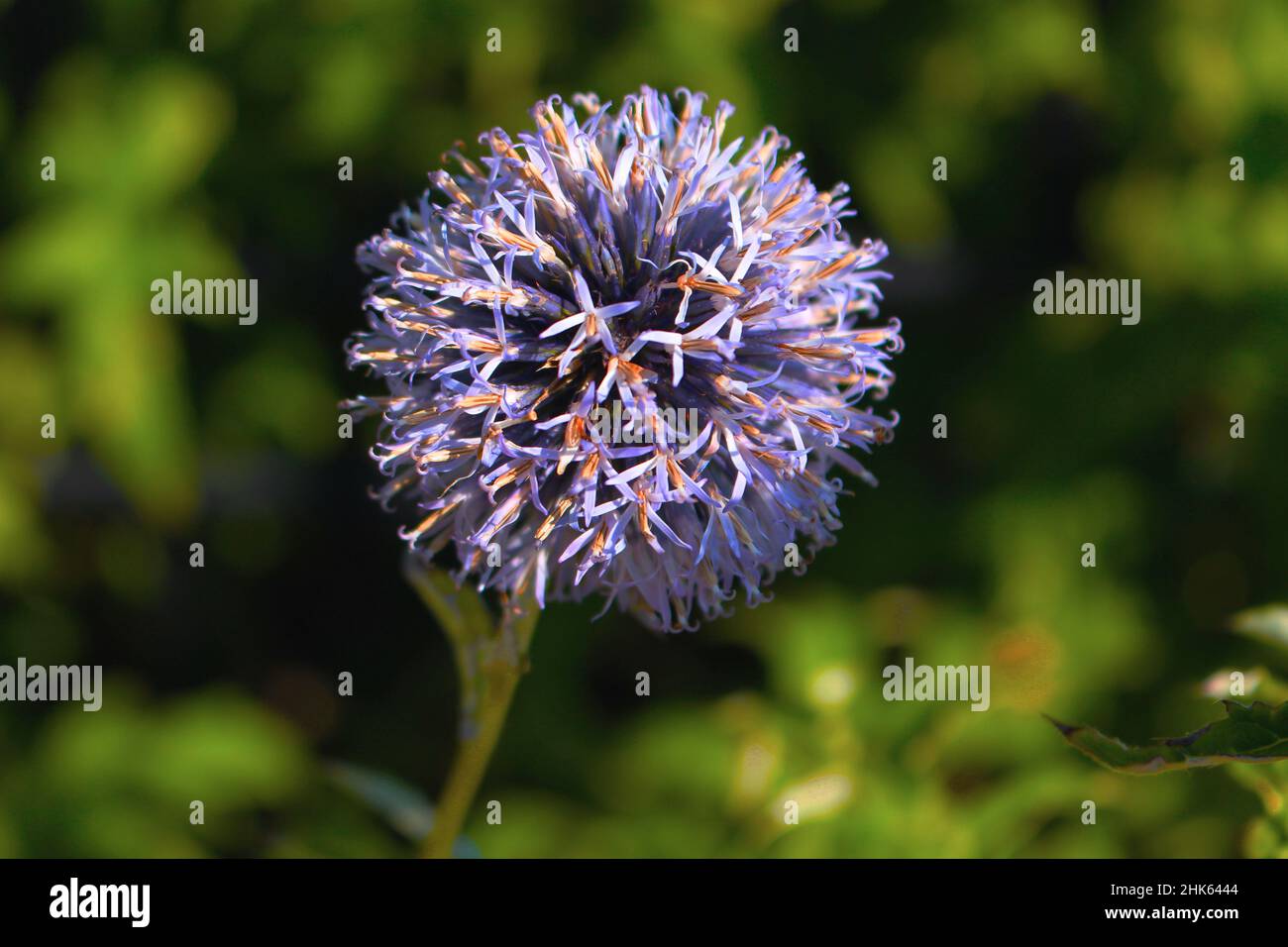 Purple wishes hi-res stock photography and images - Alamy
