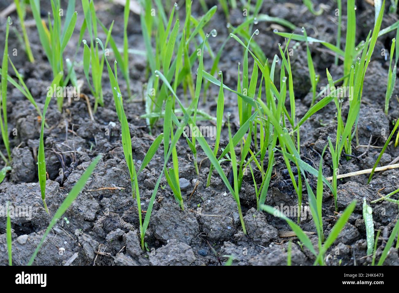 Wheat stitch plant hi-res stock photography and images - Alamy
