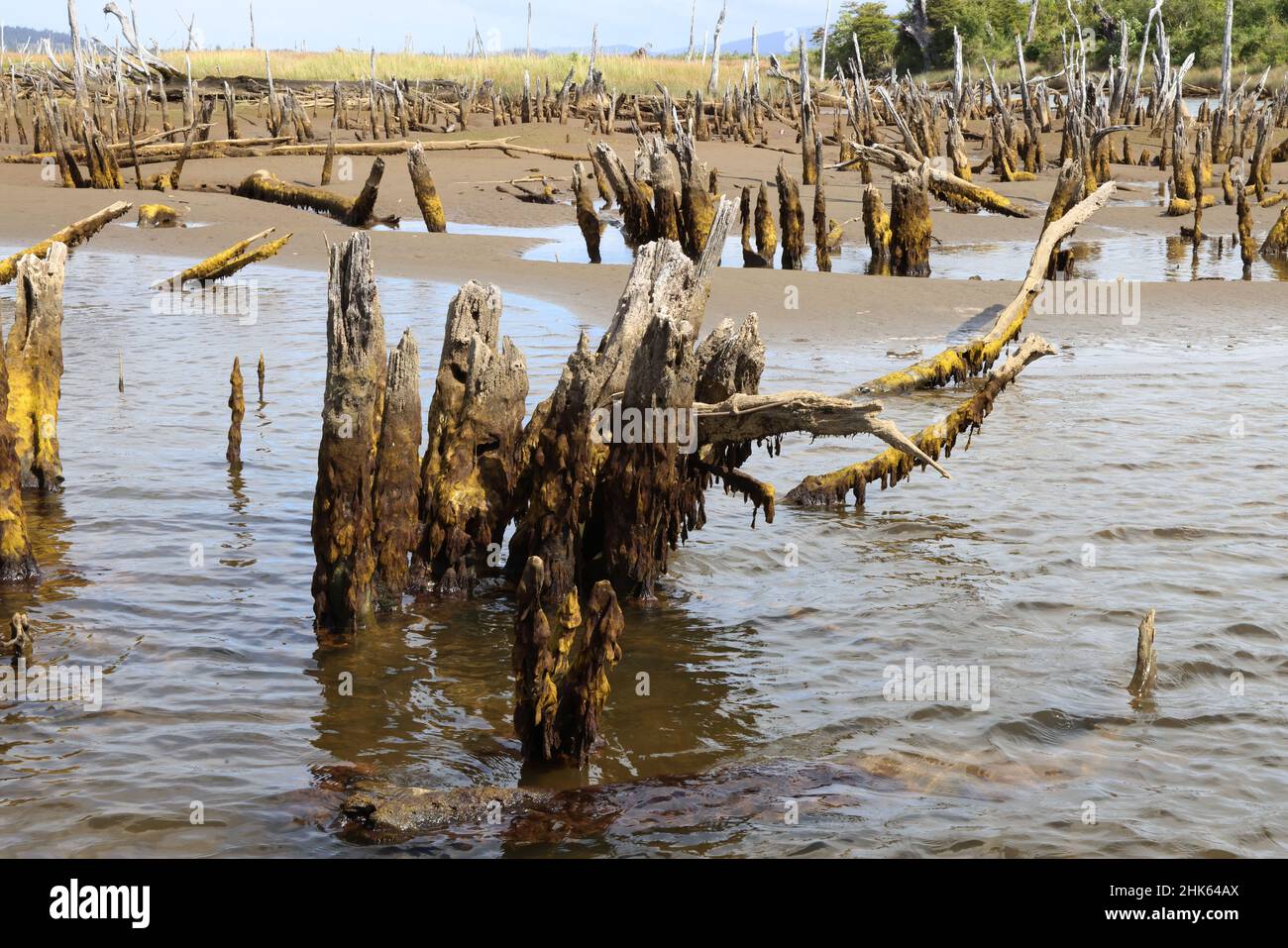 Chepu Suken Forest in Chiloe Island. Chile Stock Photo - Alamy