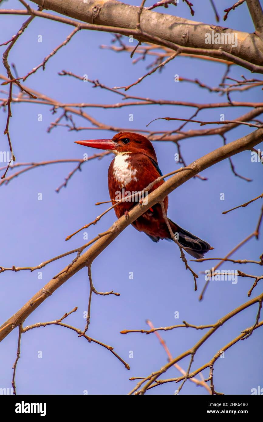 White-breasted Kingfisher on the dry snag at Goa beach, India Stock ...