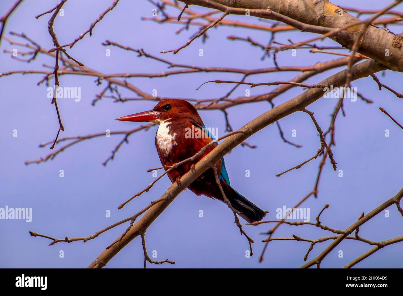 White-breasted Kingfisher on the dry snag at Goa beach, India Stock ...