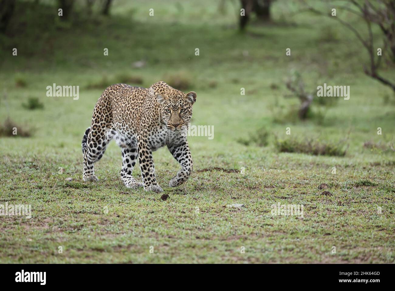 Whiskars hi-res stock photography and images - Alamy