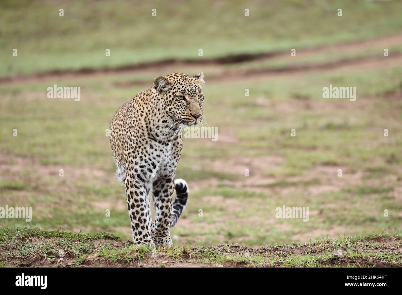 Whiskars hi-res stock photography and images - Alamy