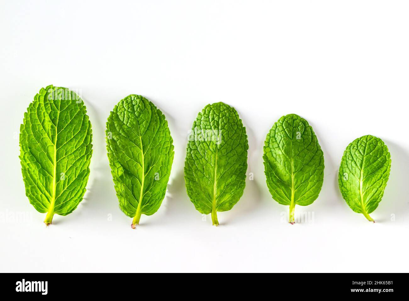 Set of green peppermint leaves isolated on white background. Fresh ...