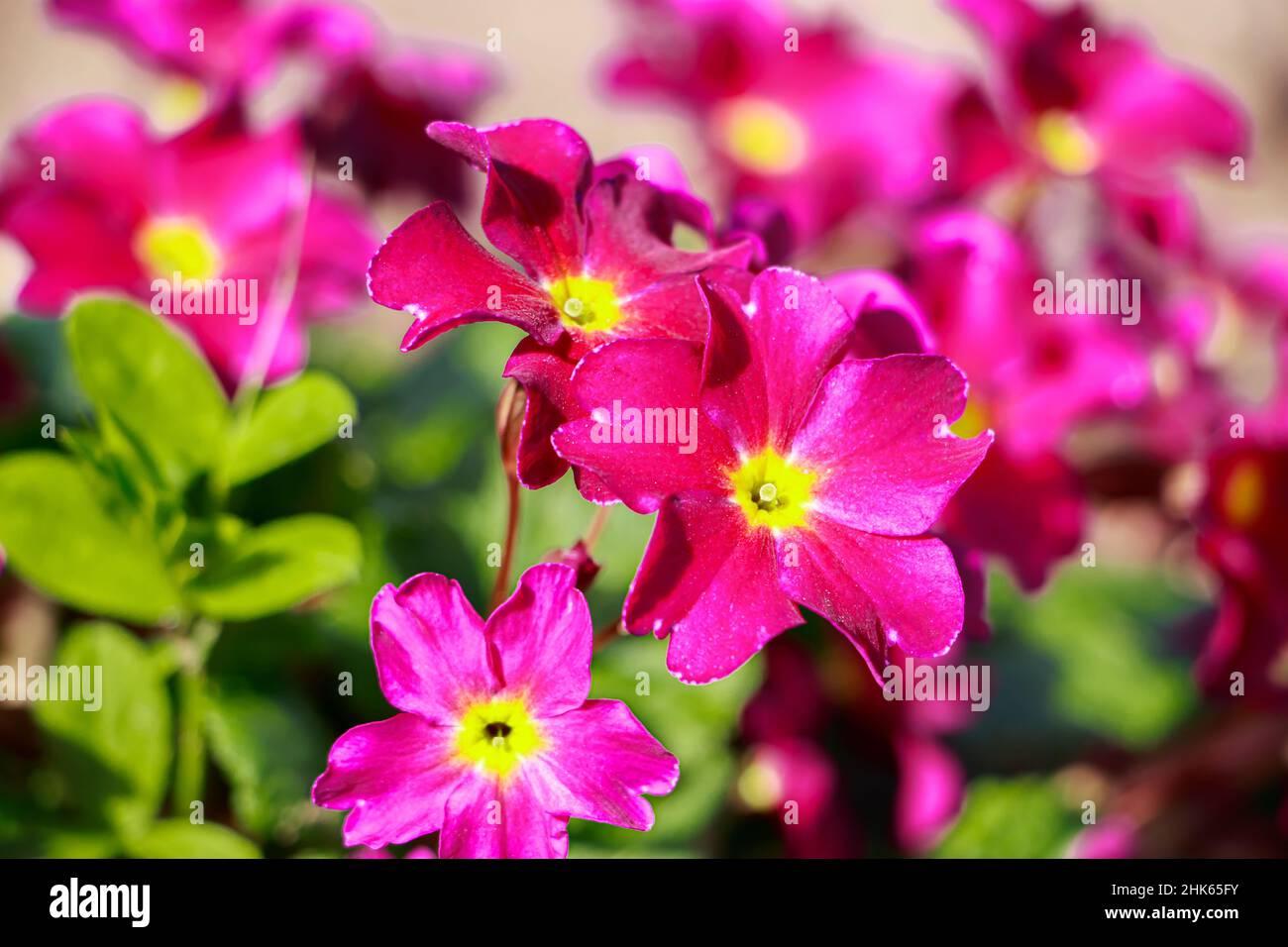 Purple primrose flowers close up. First plants in spring sunshine ...