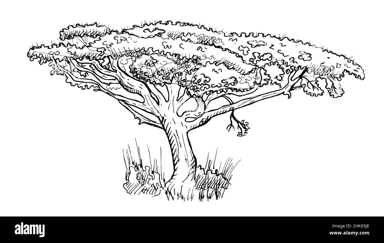 African Acacia Tree Drawing Sketch Coloring Page