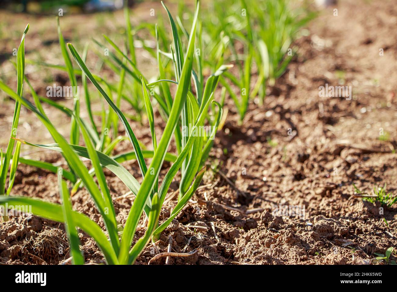 First greens grow in garden in spring. Gardening and growing farm ...