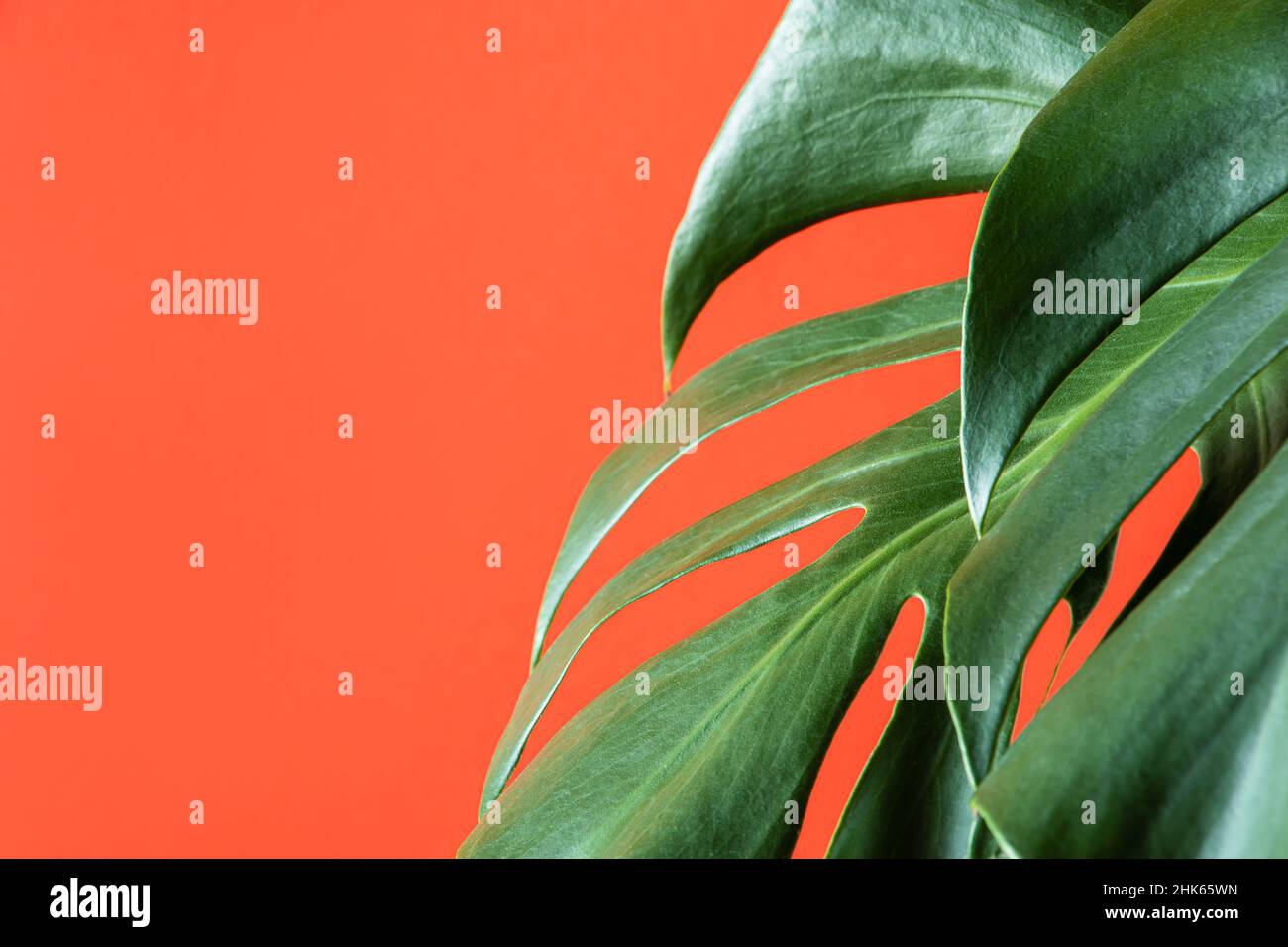 Monstera deliciosa on colored coral or orange background. Green leaves ...