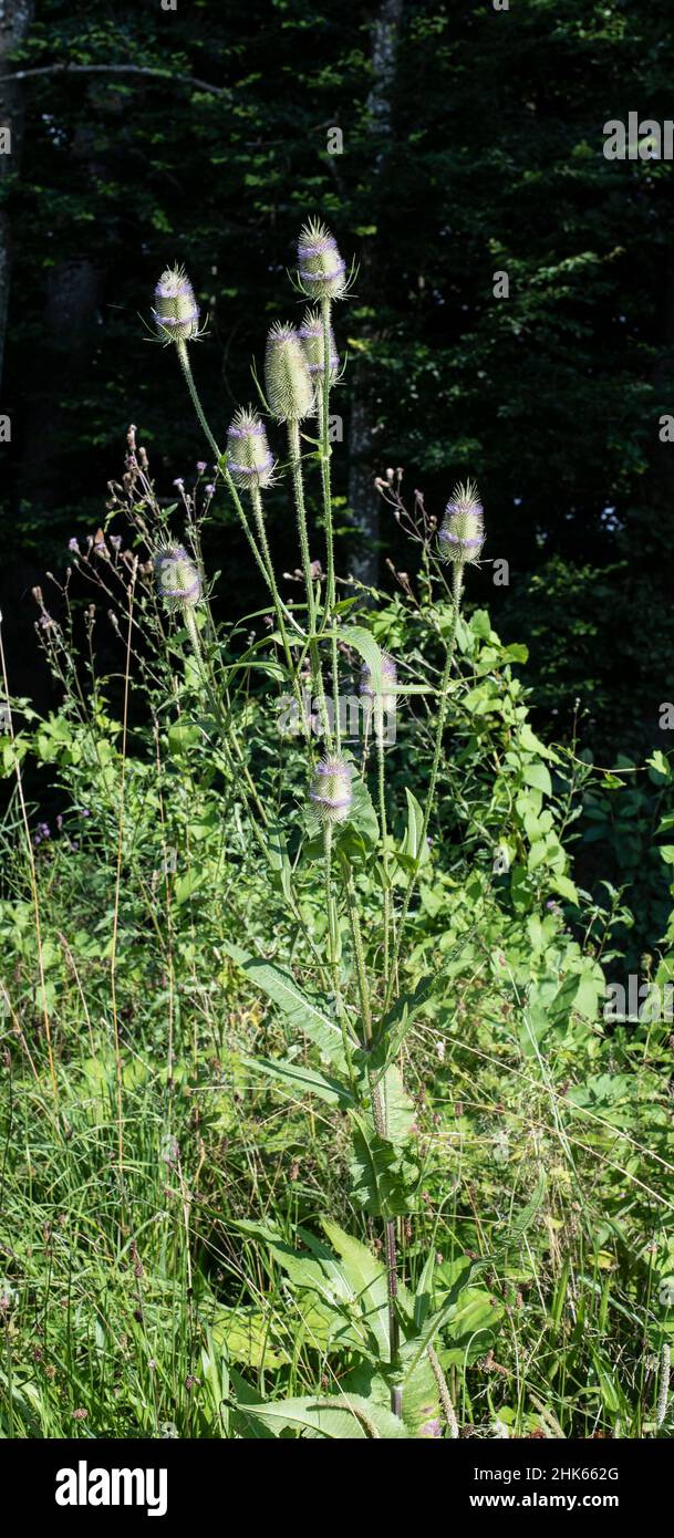 the prickly stem and cone shaped seed heads of a wild teasel Stock ...