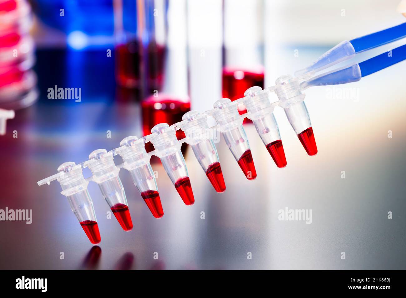 PCR Strip with genetic samples to determine paternity Stock Photo - Alamy