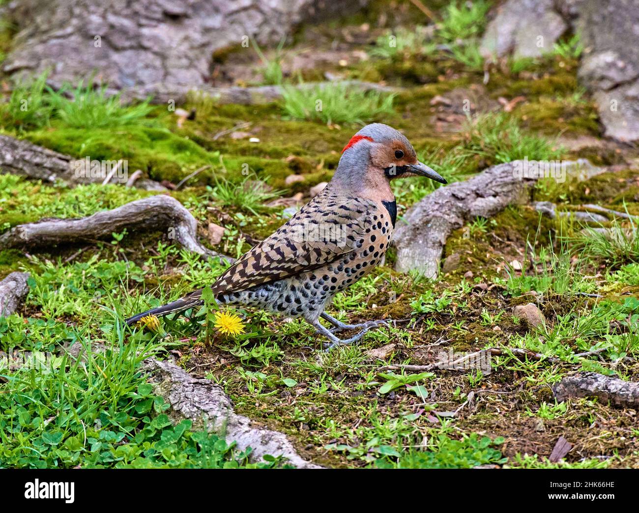 Northern flicker bird hi-res stock photography and images - Alamy