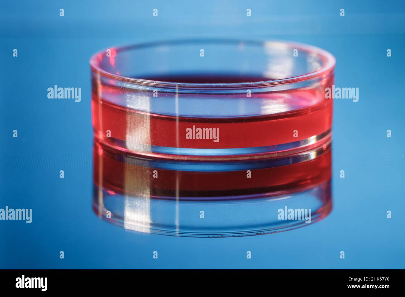Petri dish with stem cell sample on blue background gene therapy ...