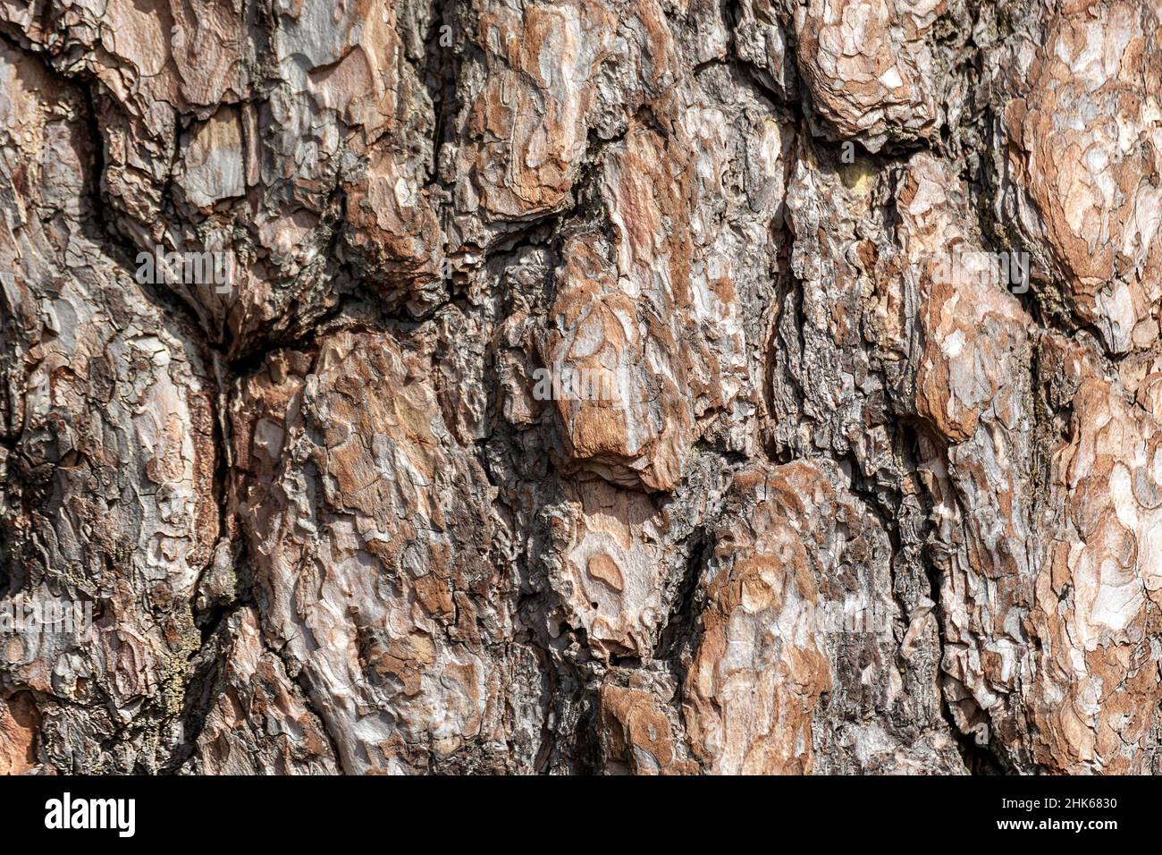 Rough bark surface close-up on the trunk of an old pine tree for use as ...