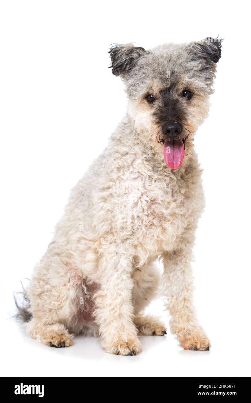 Cute pumi dog sitting isolated on white Stock Photo - Alamy