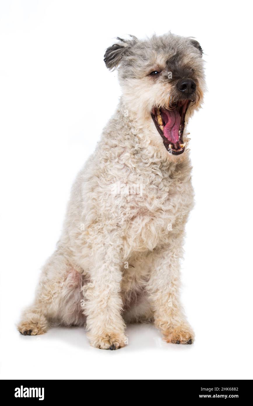 Cute pumi dog sitting isolated on white Stock Photo - Alamy