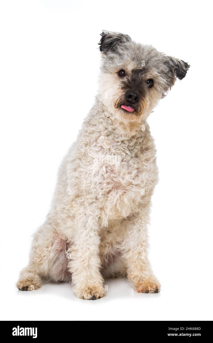 Cute pumi dog sitting isolated on white Stock Photo - Alamy