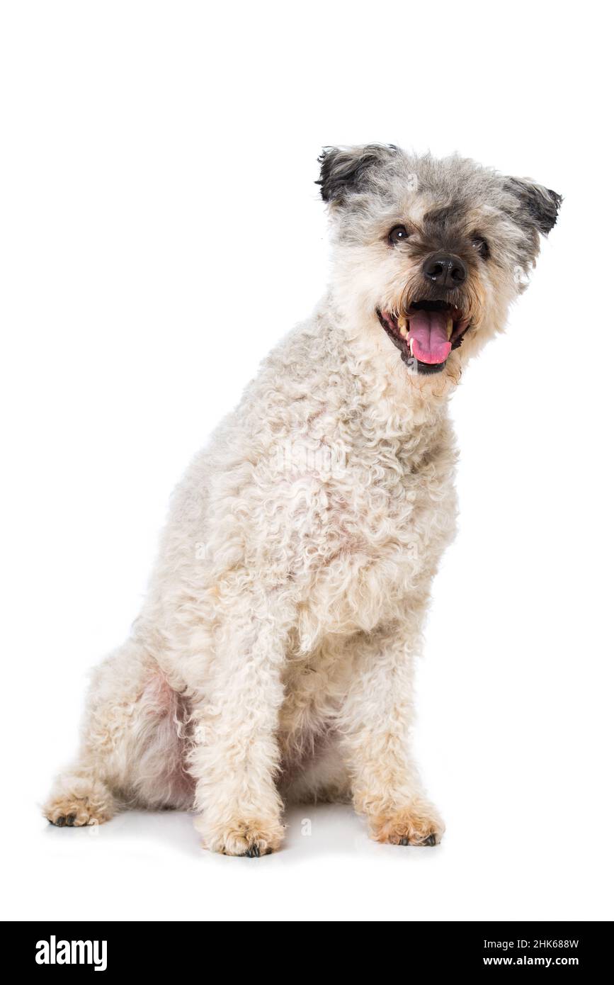 Cute pumi dog sitting isolated on white Stock Photo - Alamy