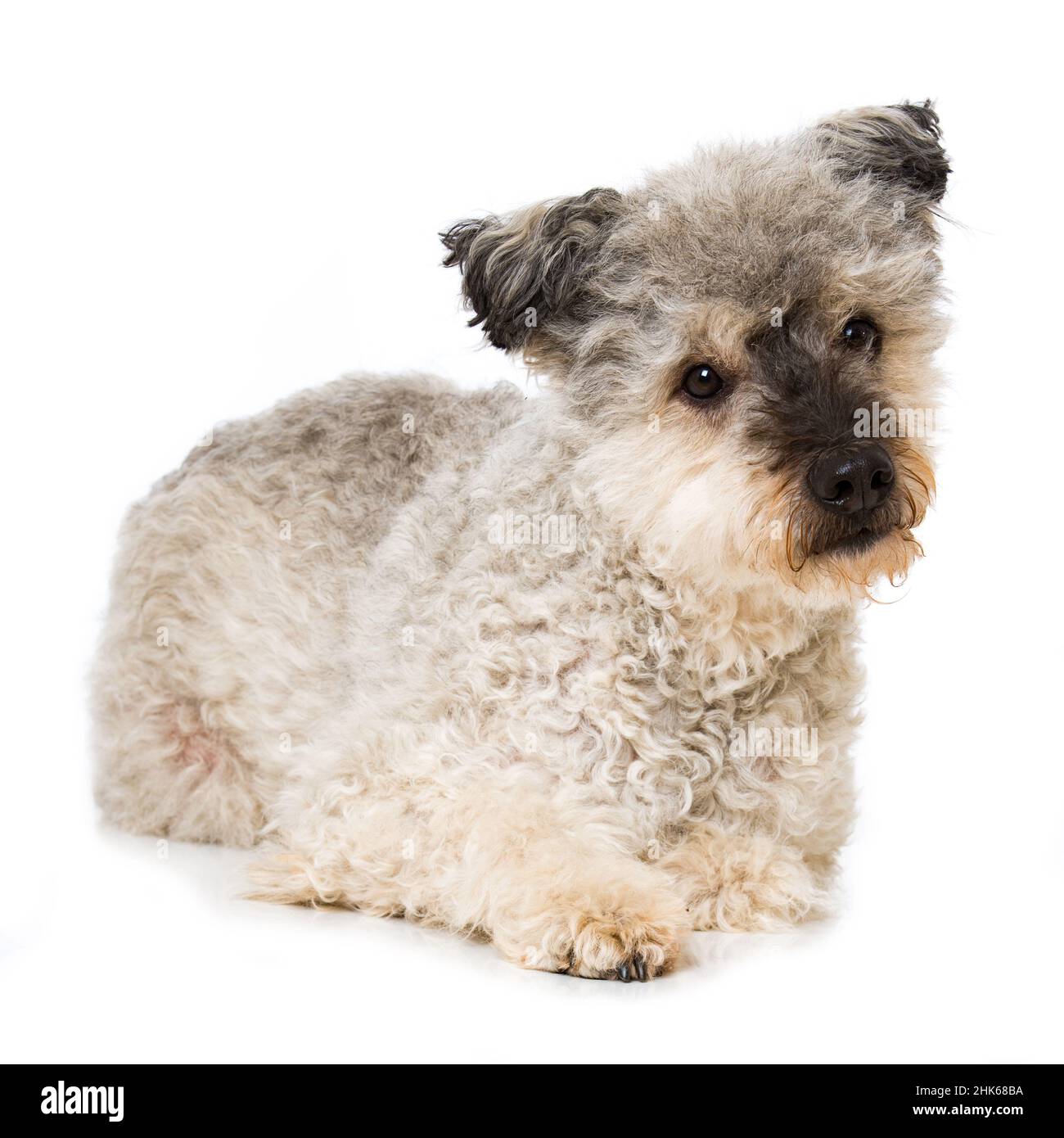 Cute pumi dog lying isolated on white Stock Photo - Alamy